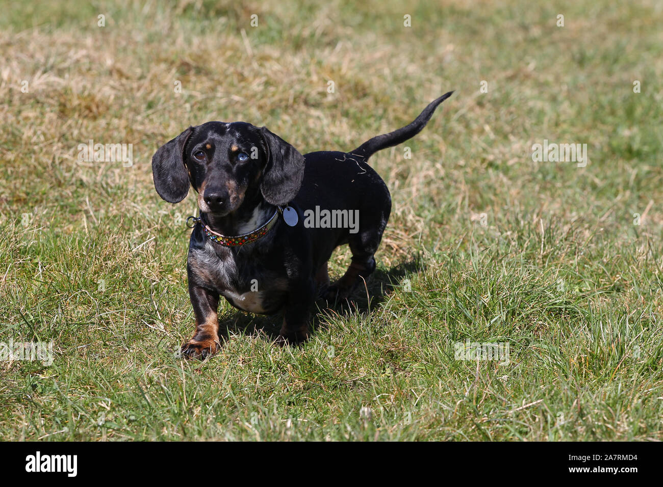 Smooth haired and long haired dachshund standing on grass hi-res stock ...