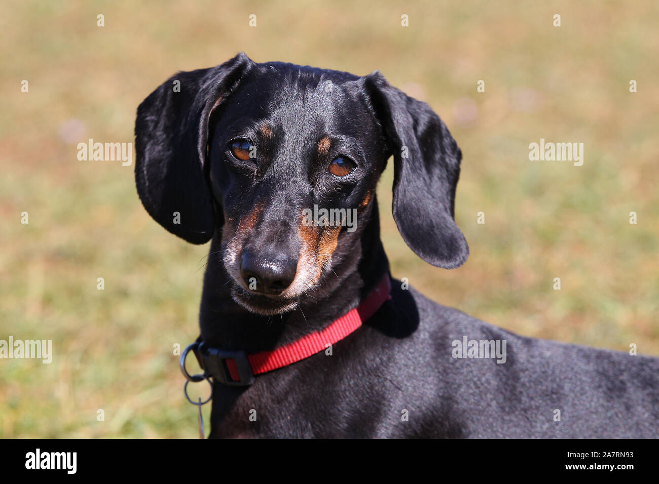 Smooth haired and long haired dachshund standing on grass hi-res stock ...