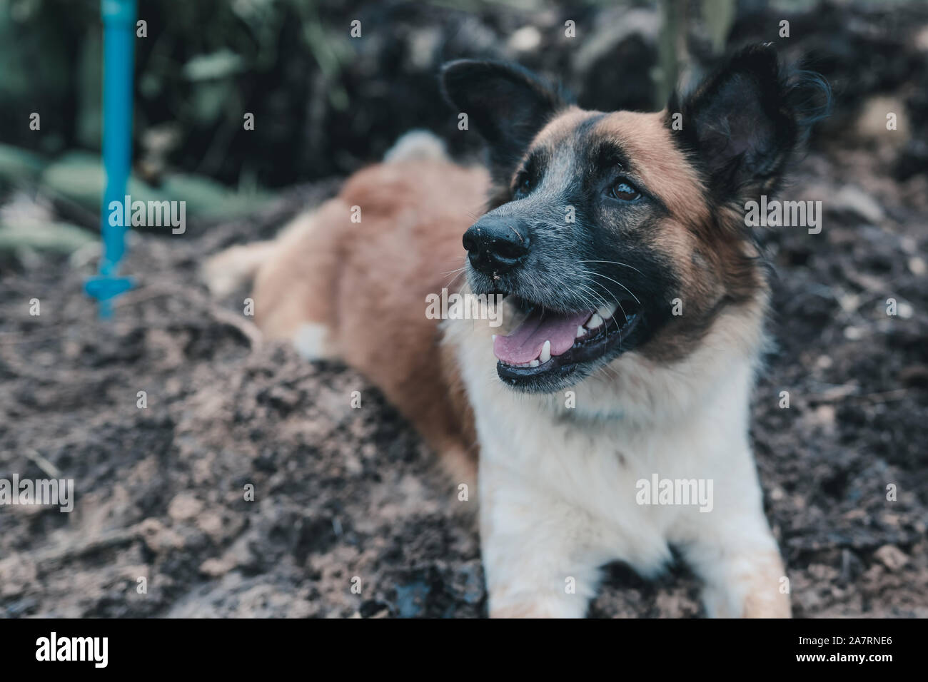 dog on the ground Stock Photo - Alamy