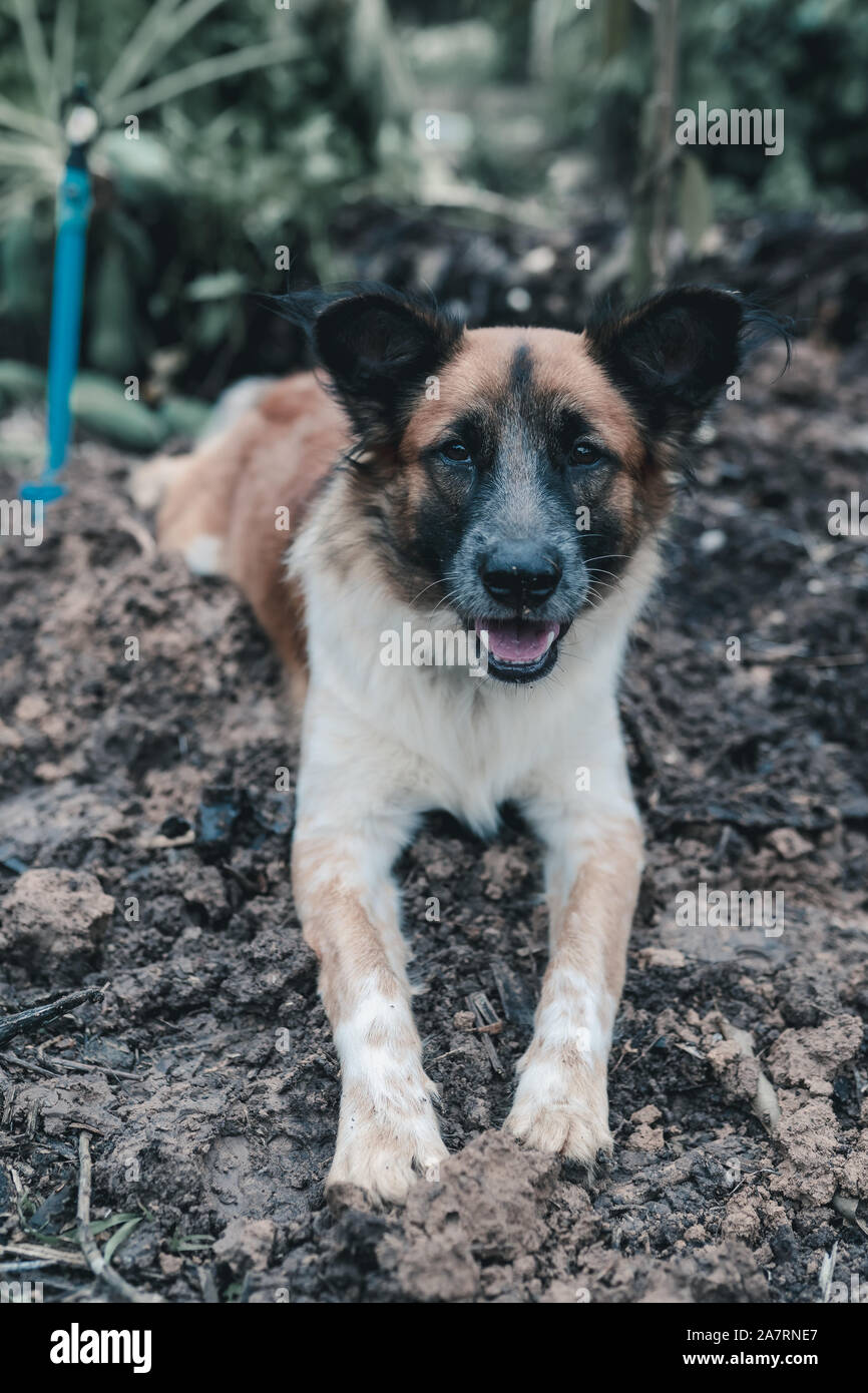 dog on the ground Stock Photo - Alamy