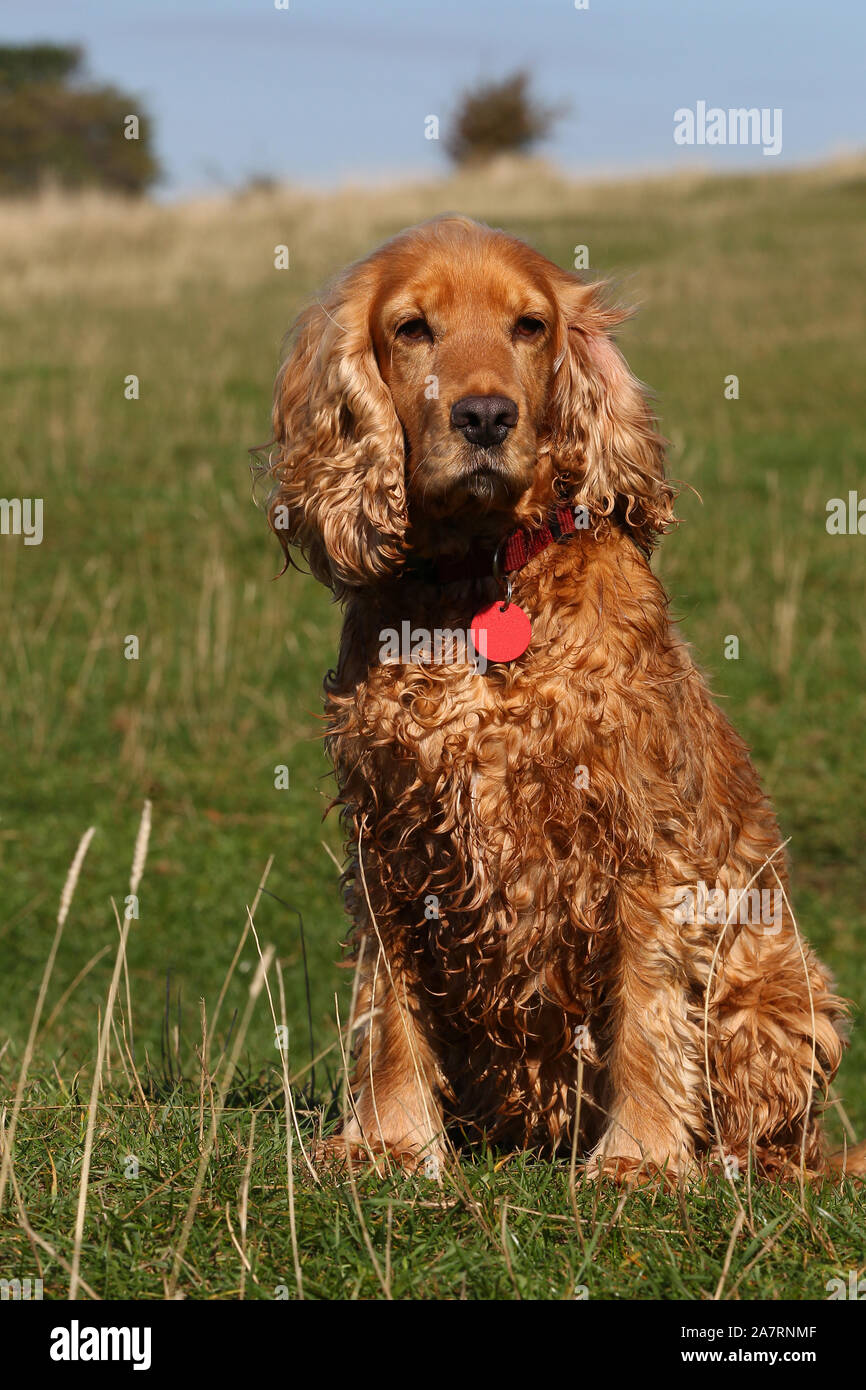 Cocker spaniel agility competition hi-res stock photography and images ...