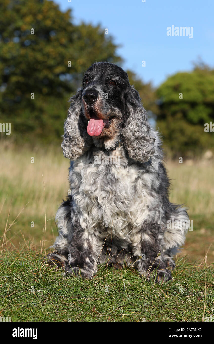Cocker spaniel agility competition hi-res stock photography and images ...