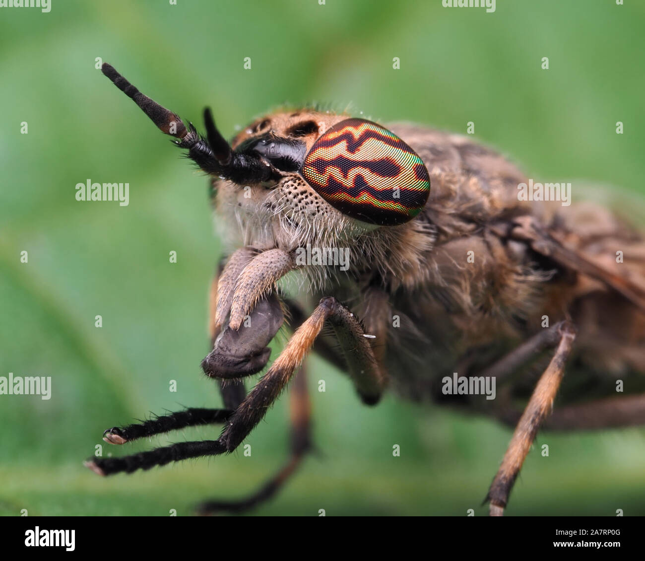 Haematopota pluvialis hi-res stock photography and images - Alamy