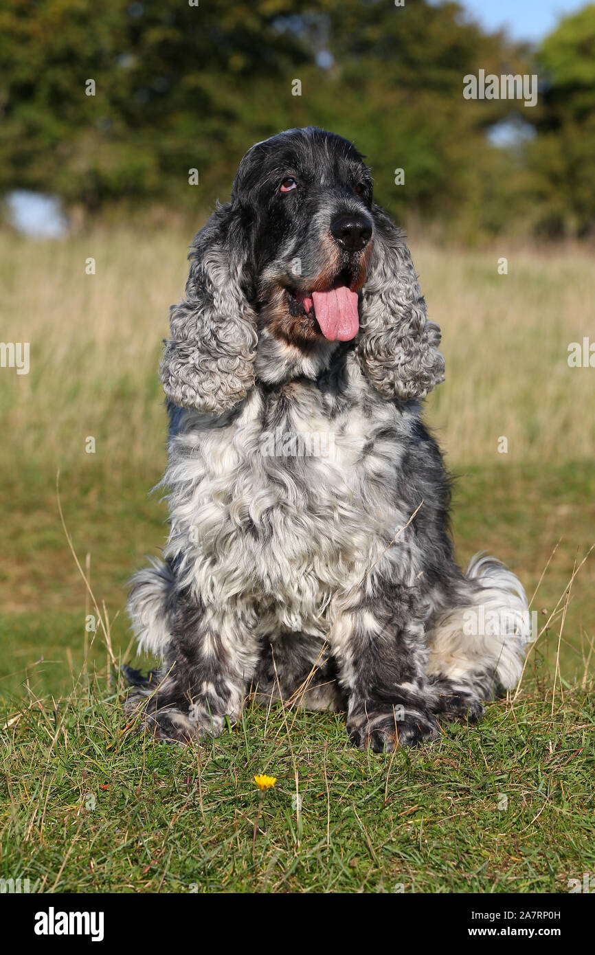 Cocker spaniel agility competition hi-res stock photography and images ...