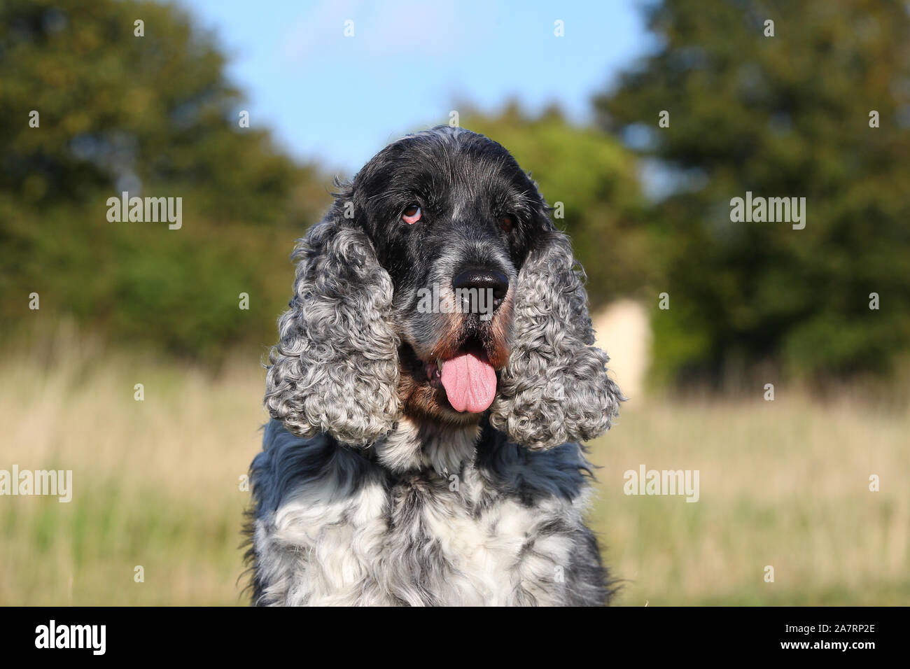 Cocker Spaniel Agility Competition High Resolution Stock Photography ...