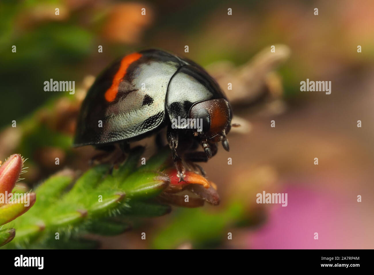 Heather ladybird hi-res stock photography and images - Alamy