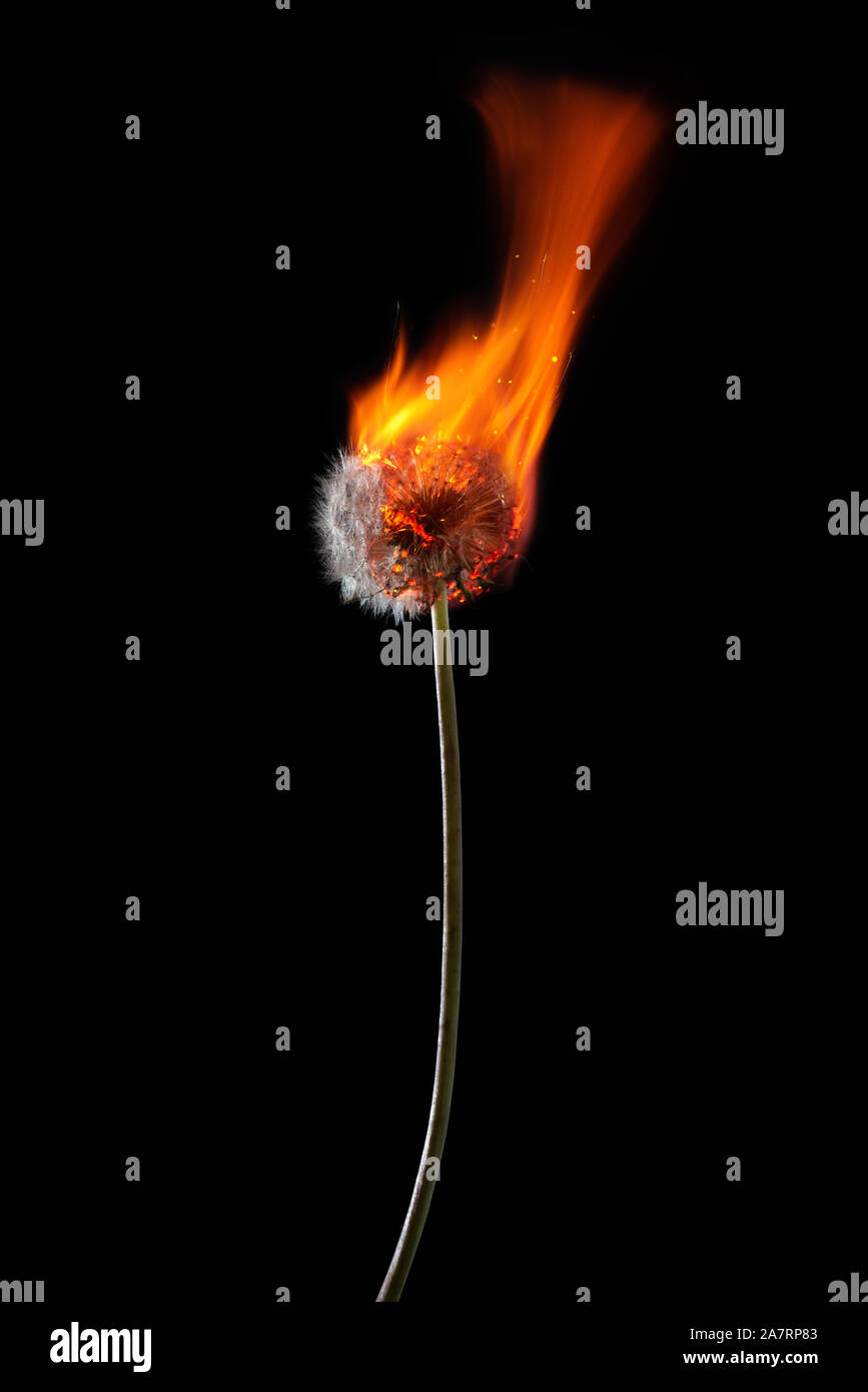 Dandelion on fire burning with flames isolated on black background ...