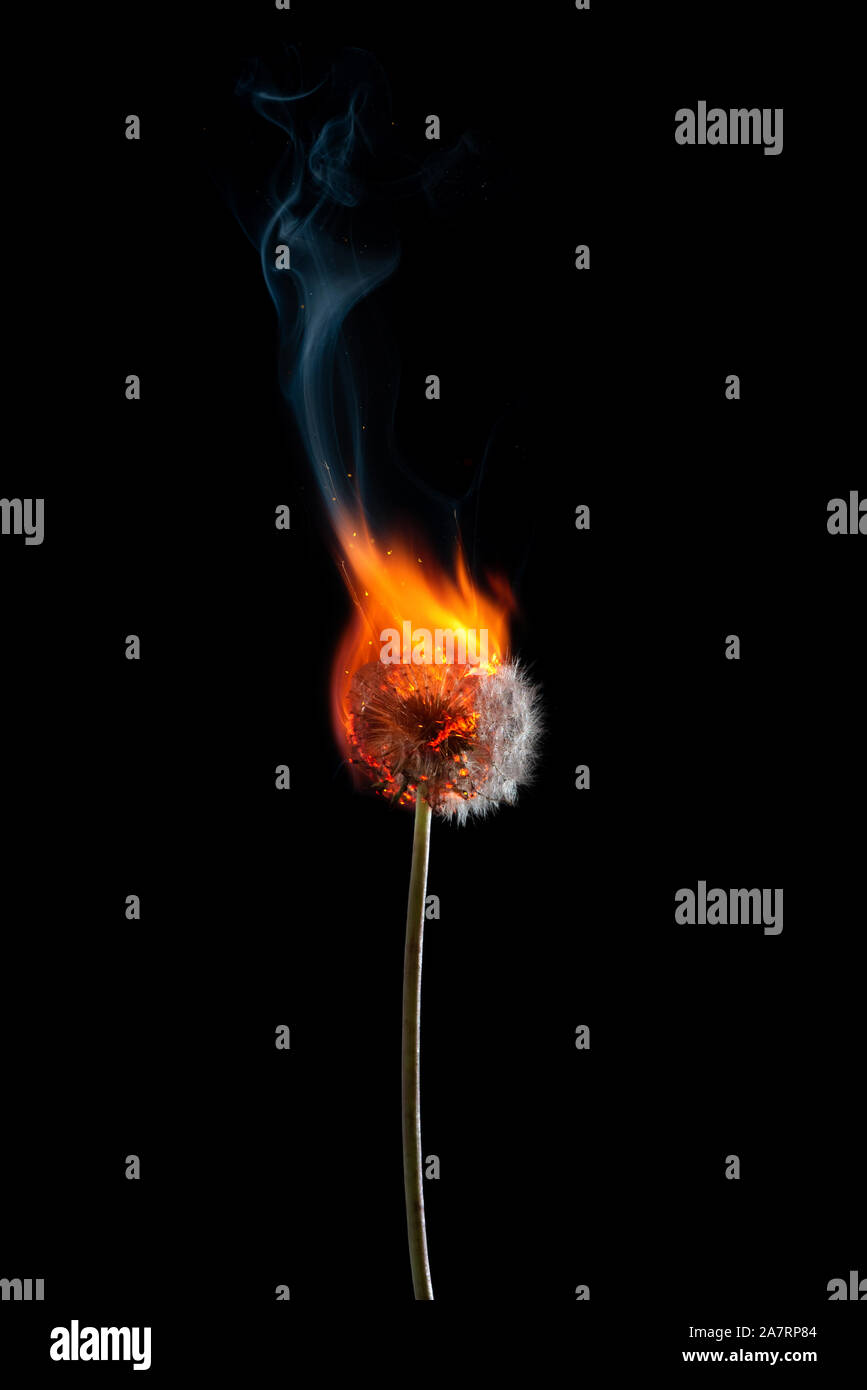 Dandelion on fire burning with smoke sparks and flames isolated on ...