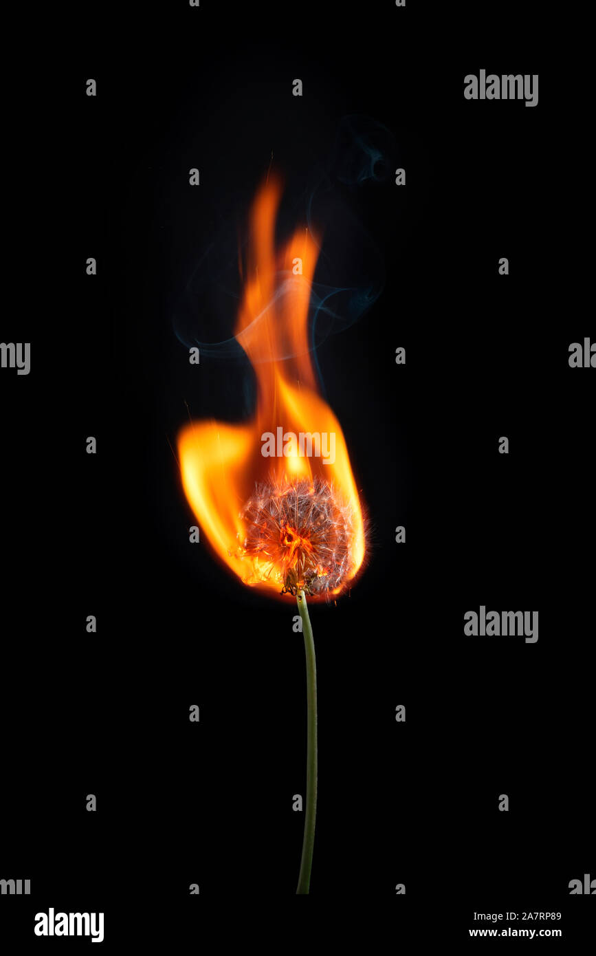 Burning dandelion on fire with smoke and flames isolated on black ...