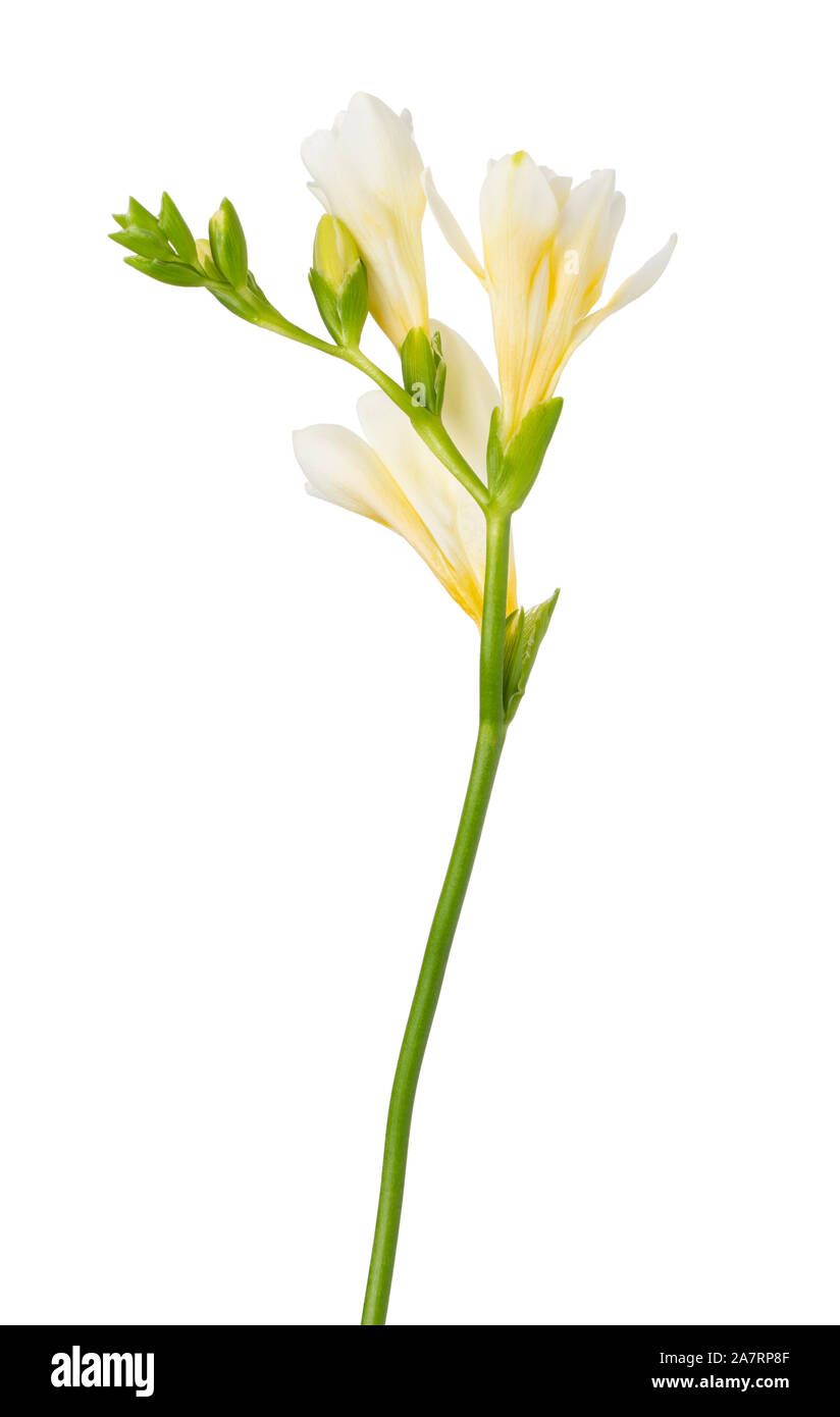 Freesia flowers twig bloom isolated on white background Stock Photo - Alamy