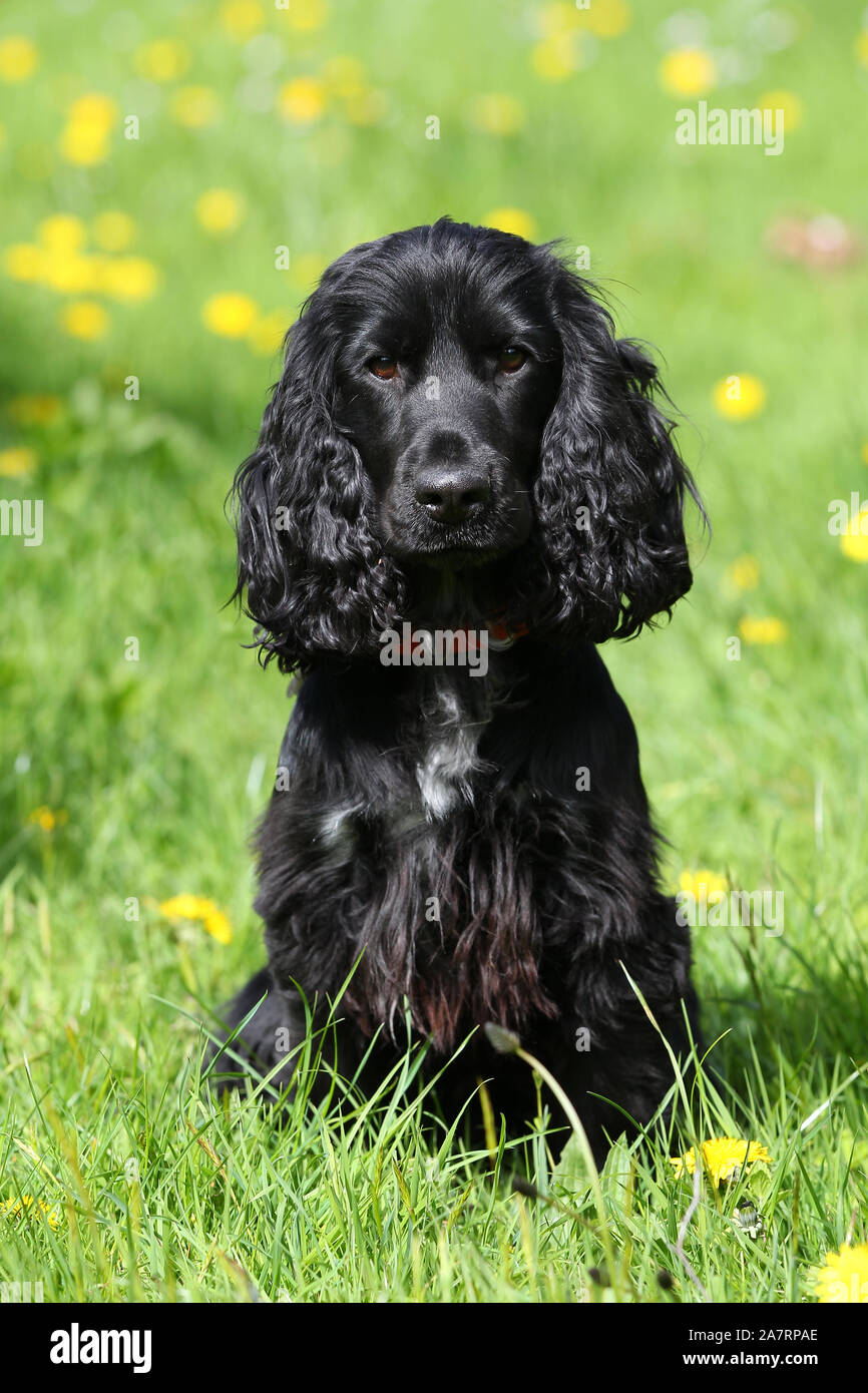 Cocker spaniel agility competition hi-res stock photography and images ...