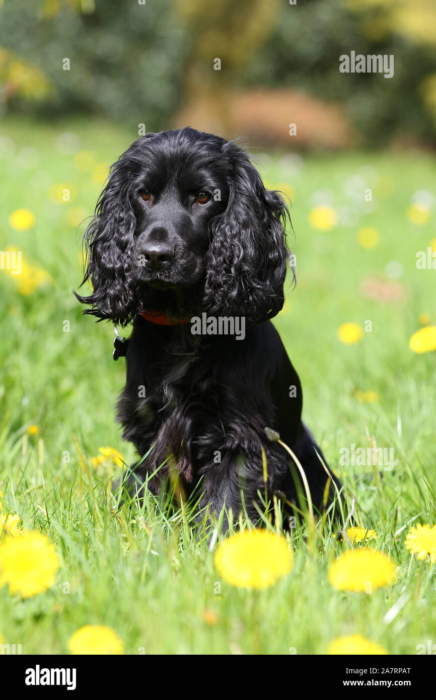 Cocker Spaniel Agility Competition High Resolution Stock Photography ...