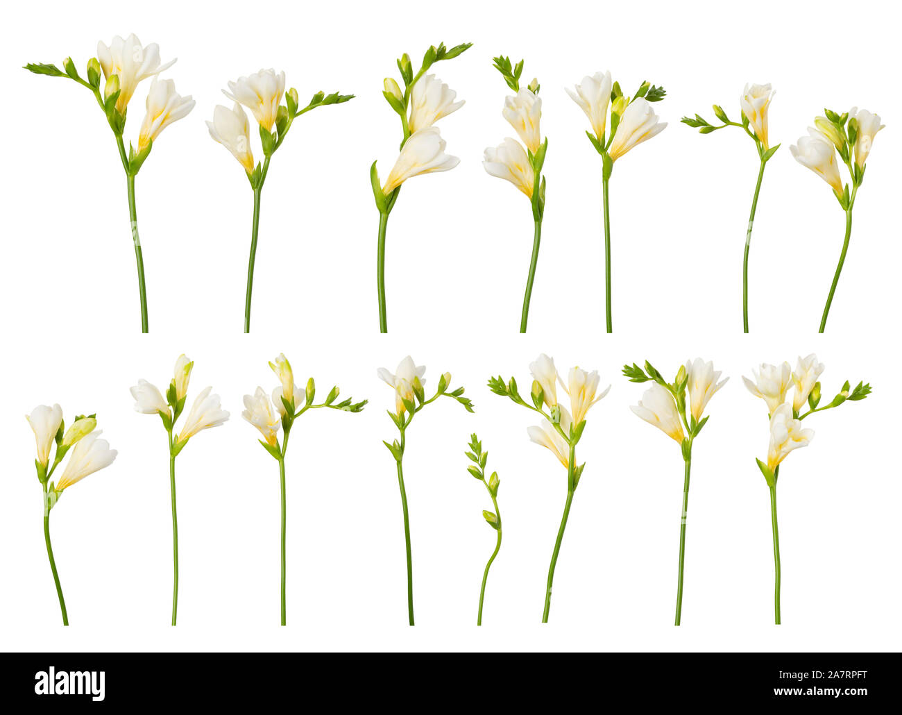 Freesia blooming twigs flower set collection isolated on white ...