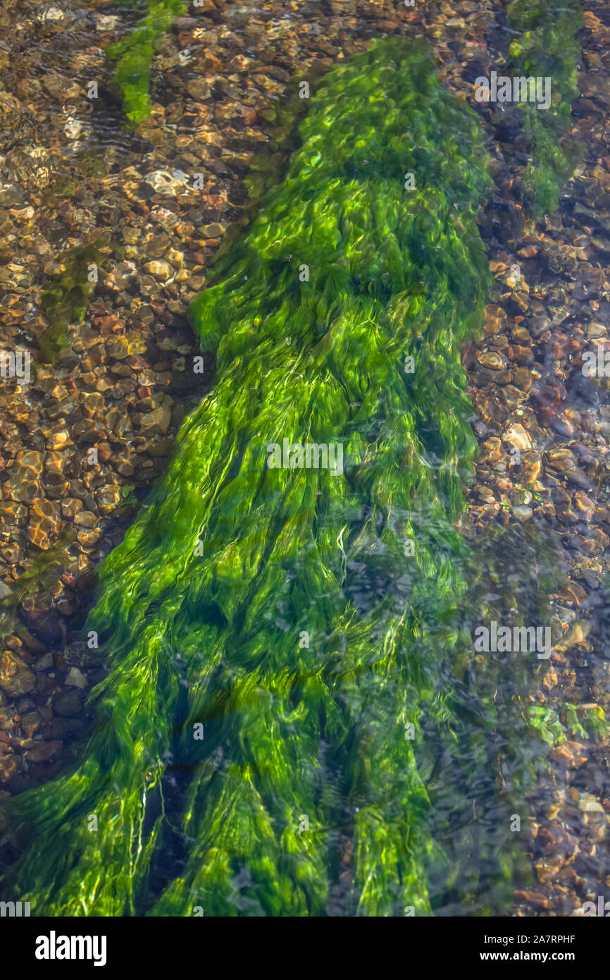 Detailed view of texture of green seaweed under river water Stock Photo ...