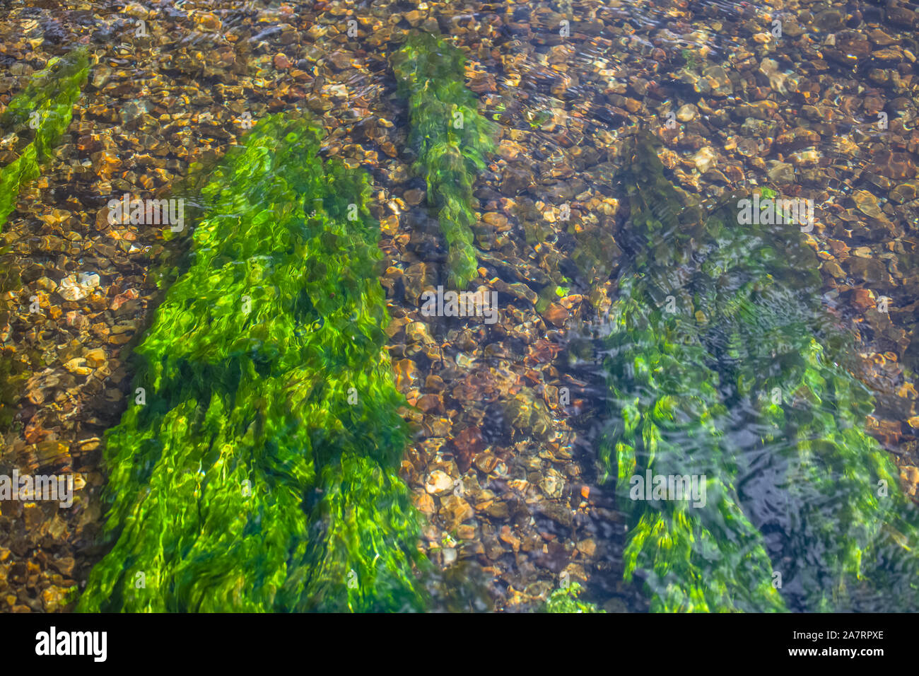 Detailed view of texture of green seaweed under river water Stock Photo ...