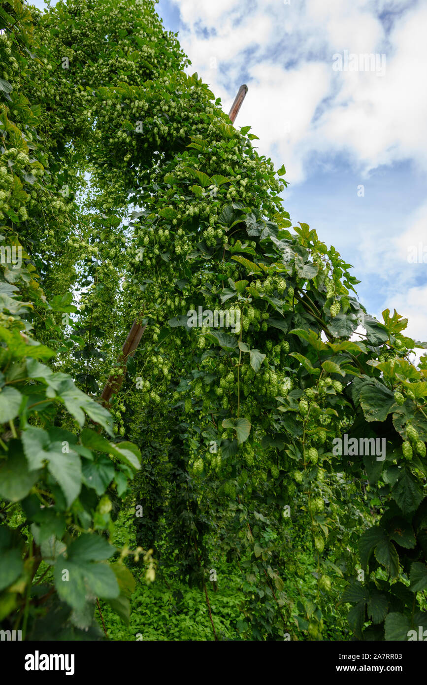 Agriculural hop farm field yard with fully grown hops plant ready for ...