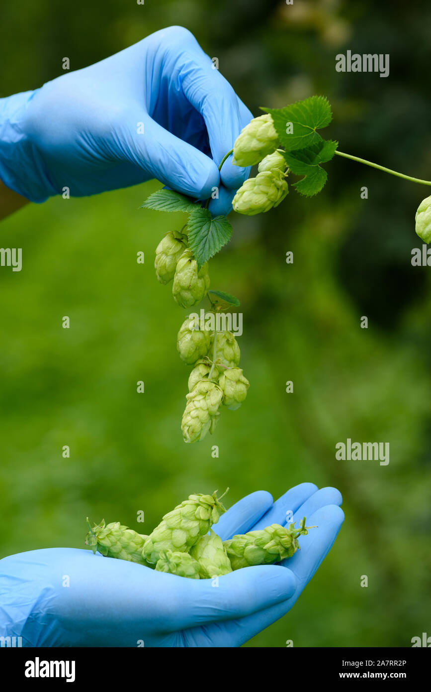 Hops cones in scientist hands hop yard inspection ready for harvest ...