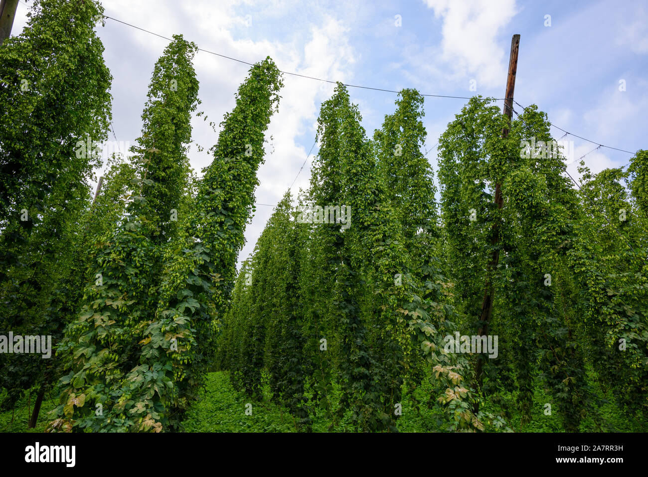 Hop farm field agriculural yard fully grown hops plant vines with cones ...