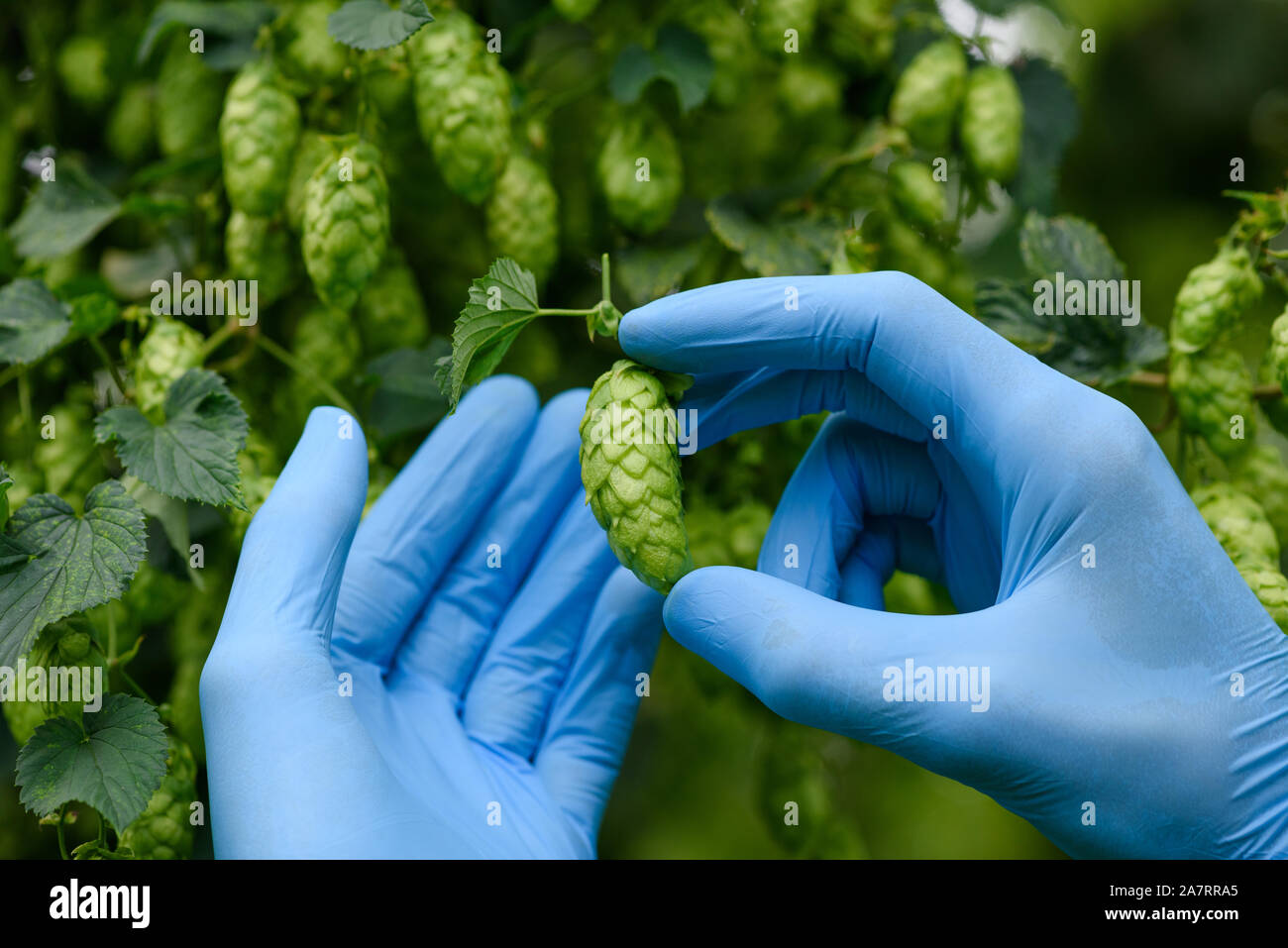 Hop cone hi-res stock photography and images - Alamy