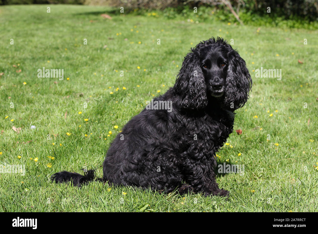 Cocker spaniel in competition hi-res stock photography and images - Alamy