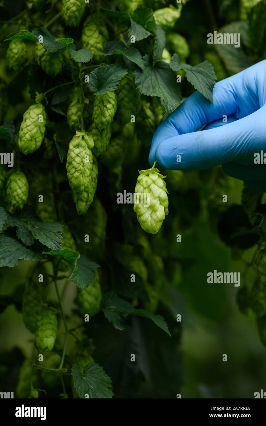 Hops cone hi-res stock photography and images - Alamy