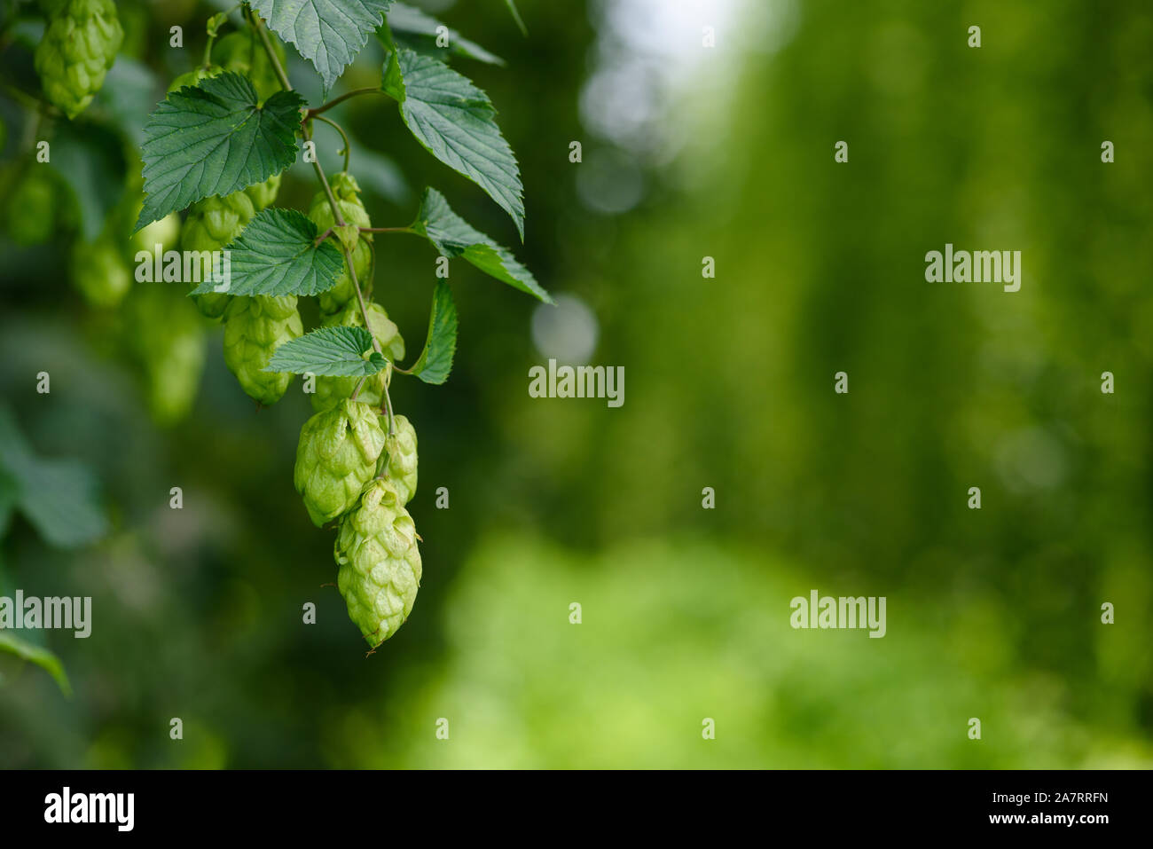 Hops cones branch on hop yard. Humulus lupulus for beer production ...