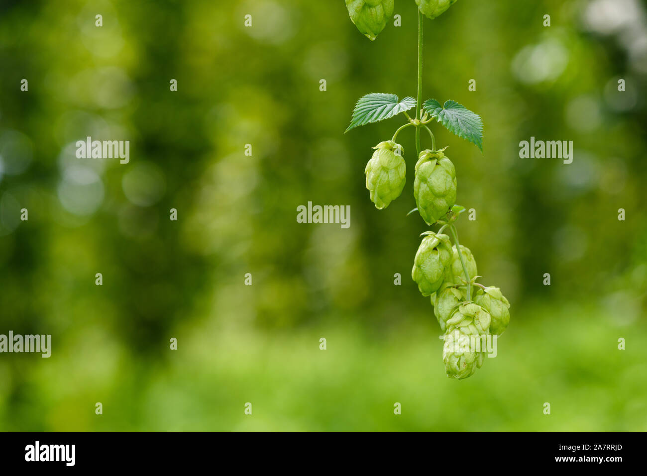 Ripe hops cones on hop yard. Humulus lupulus for beer production Stock ...