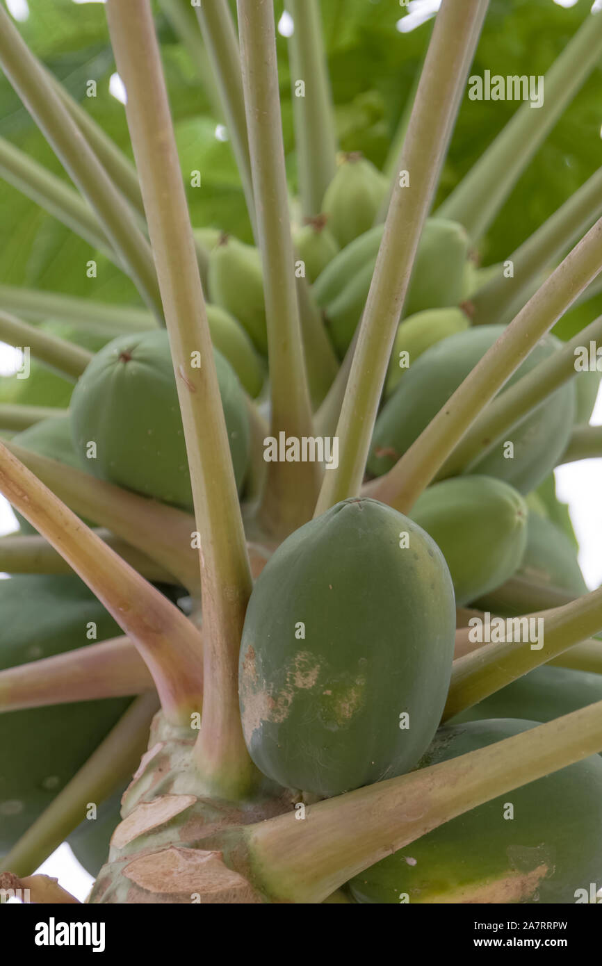 Papaya trees africa hi-res stock photography and images - Alamy