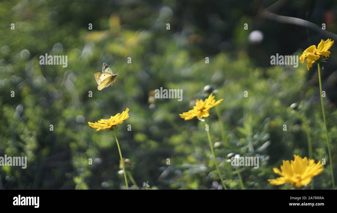 Flying butterfly hi-res stock photography and images - Alamy