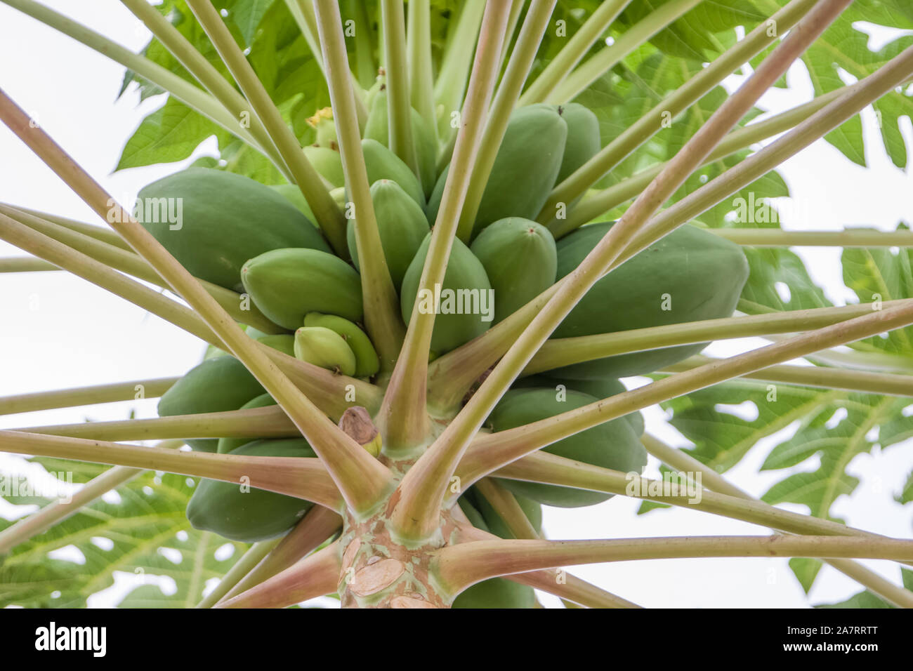 View of papaya tree with detailed growing papayas, typically tropical ...