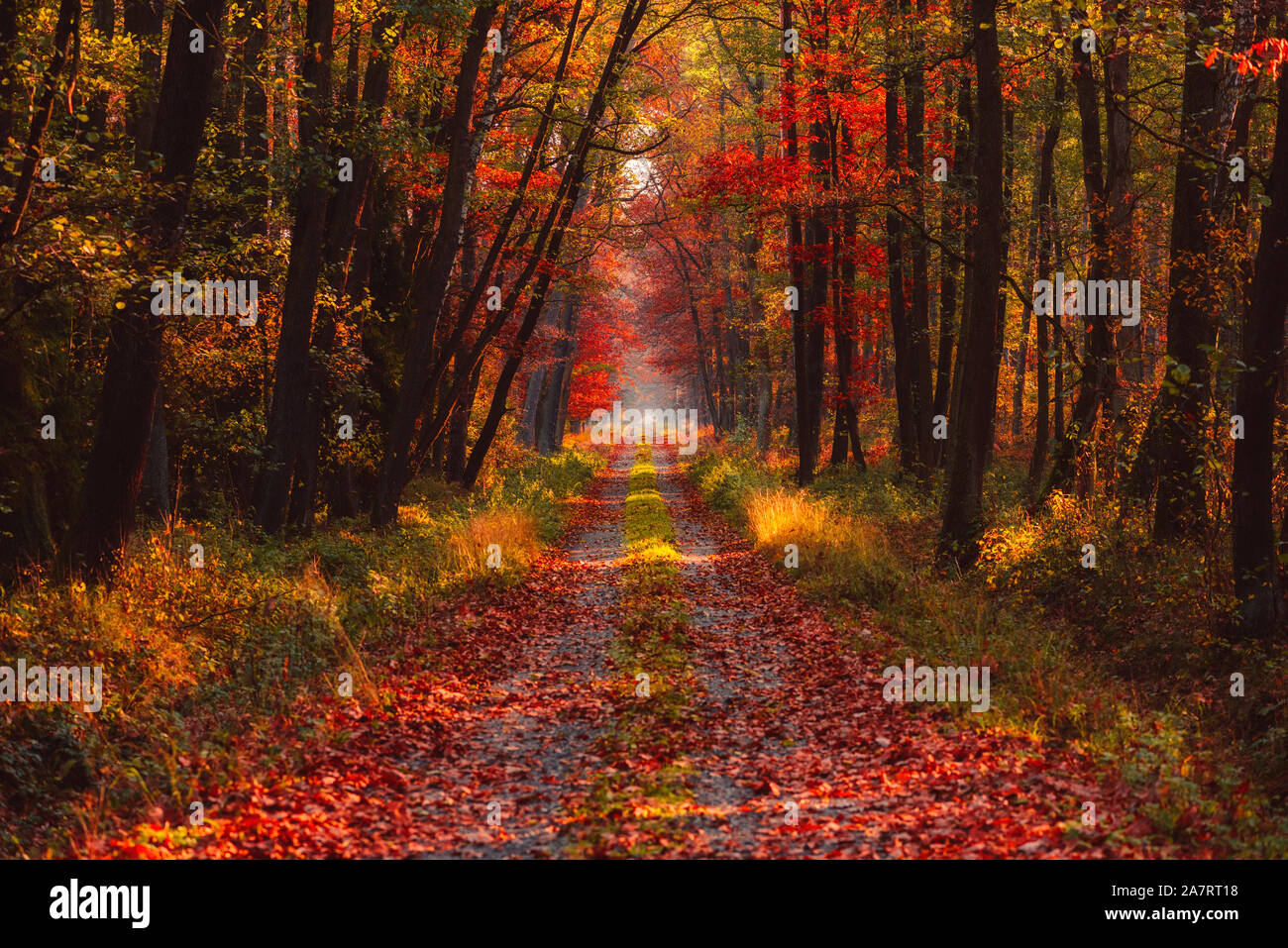 Gold sun beams hi-res stock photography and images - Alamy