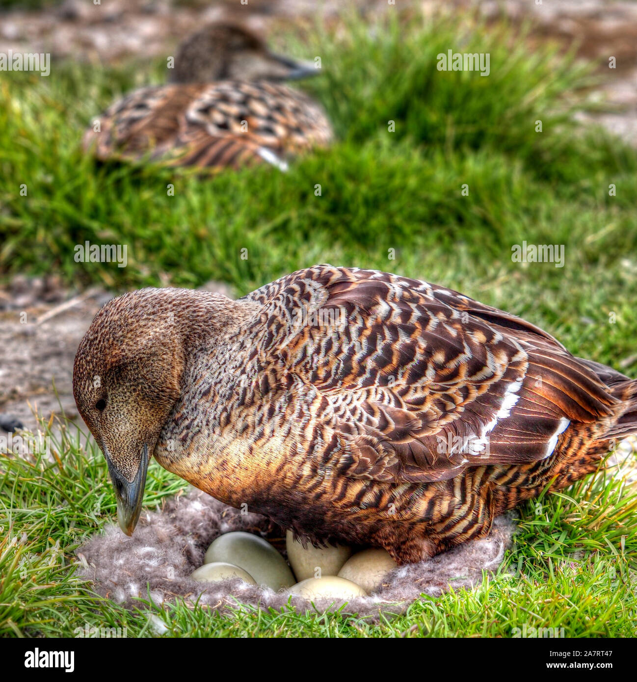 Eiderente nest hi-res stock photography and images - Alamy