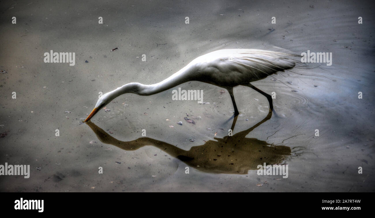 Fisch reiher hi-res stock photography and images - Alamy