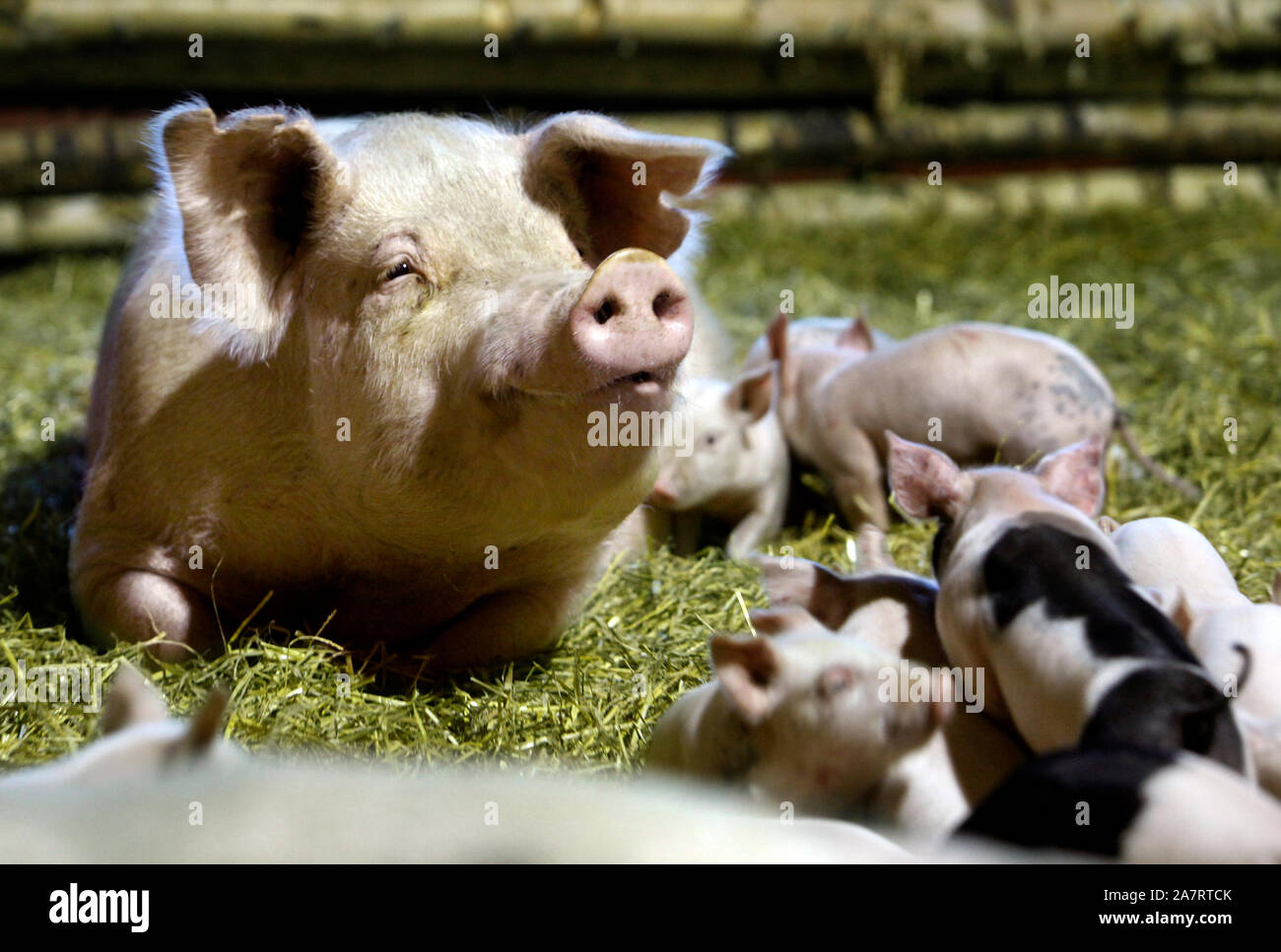 A happy pig in a pig farm. Photo Jeppe Gustafsson Stock Photo - Alamy
