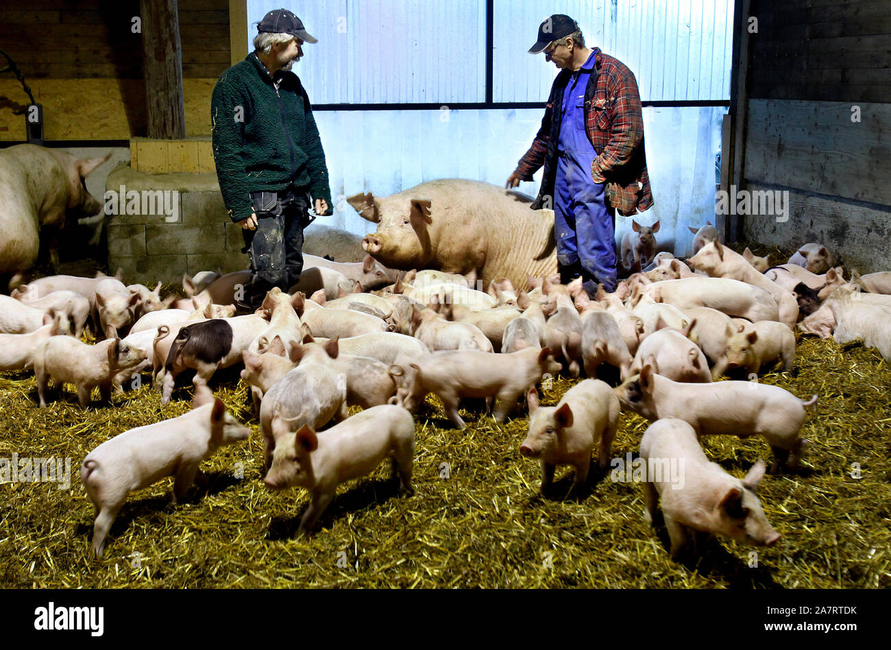 Ungulate genus hi-res stock photography and images - Alamy