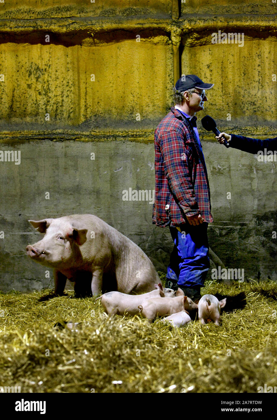 Sus genus hi-res stock photography and images - Alamy