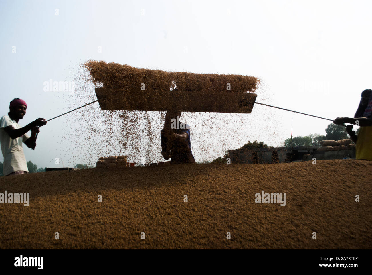 Threshing paddy hi-res stock photography and images - Alamy