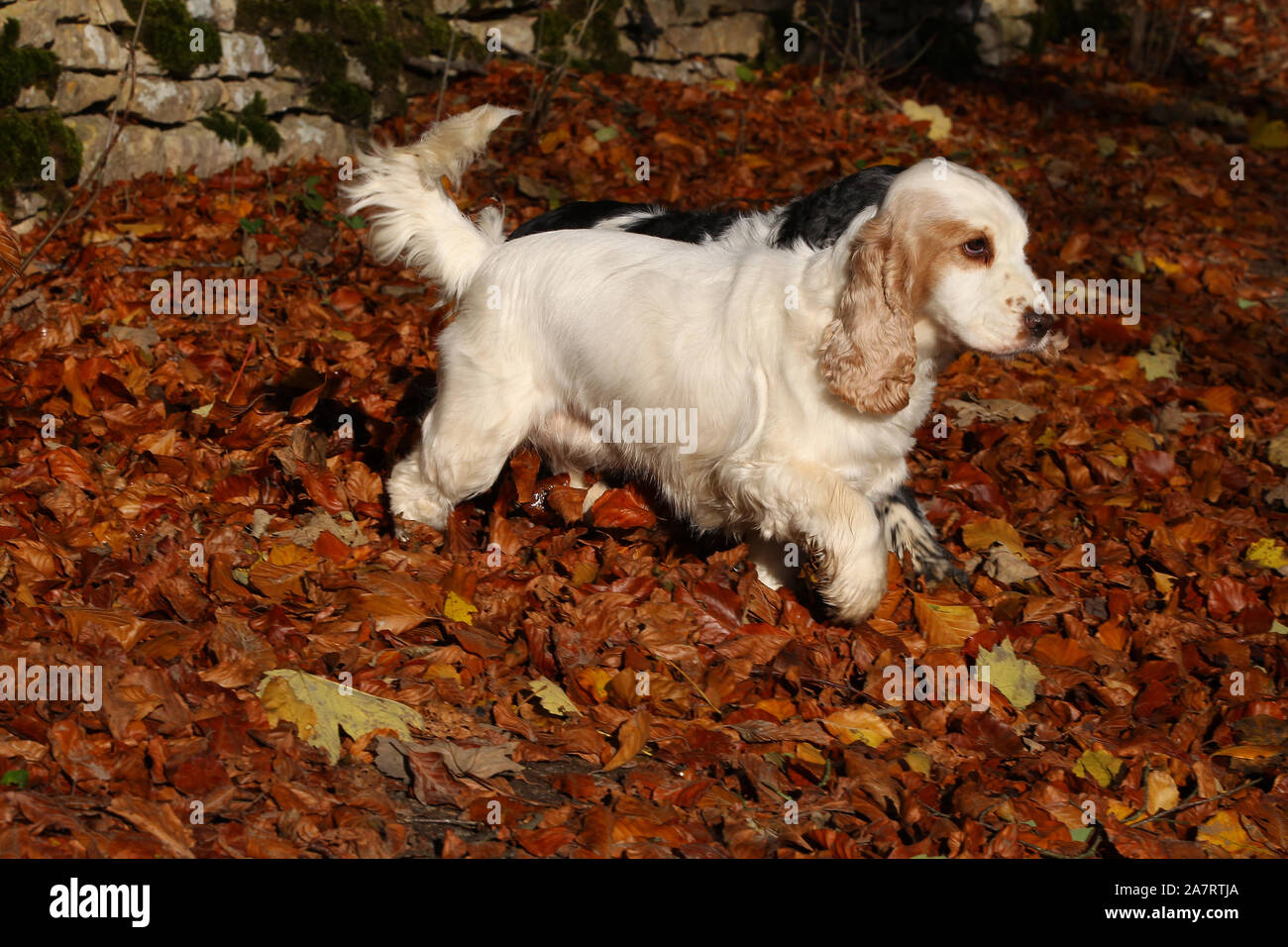 Cocker spaniel agility competition hi-res stock photography and images ...