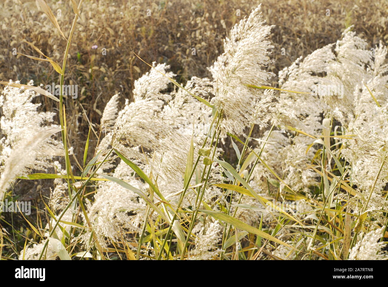 Flocculent grasses hi-res stock photography and images - Alamy