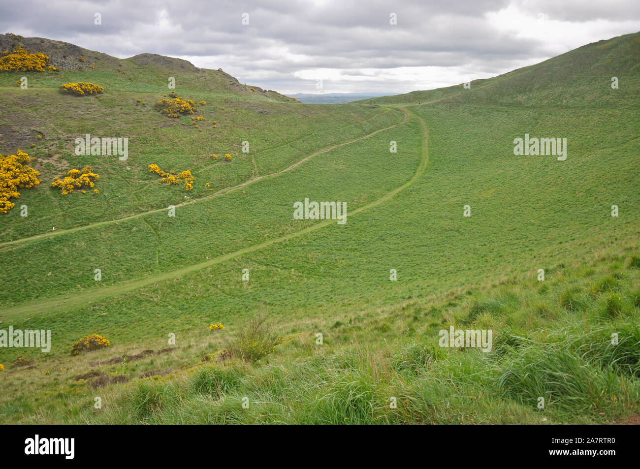 A fat fluffy sheep sitting in the middle of a lush green Scottish field ...