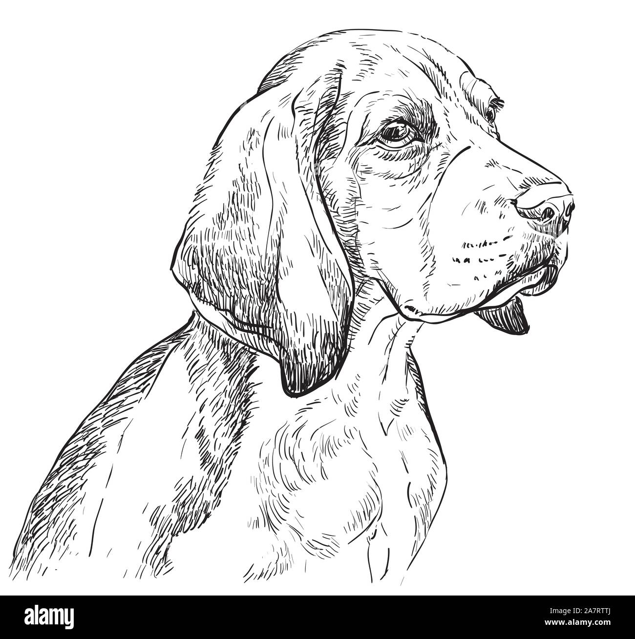 Beagle silhouette hi-res stock photography and images - Alamy