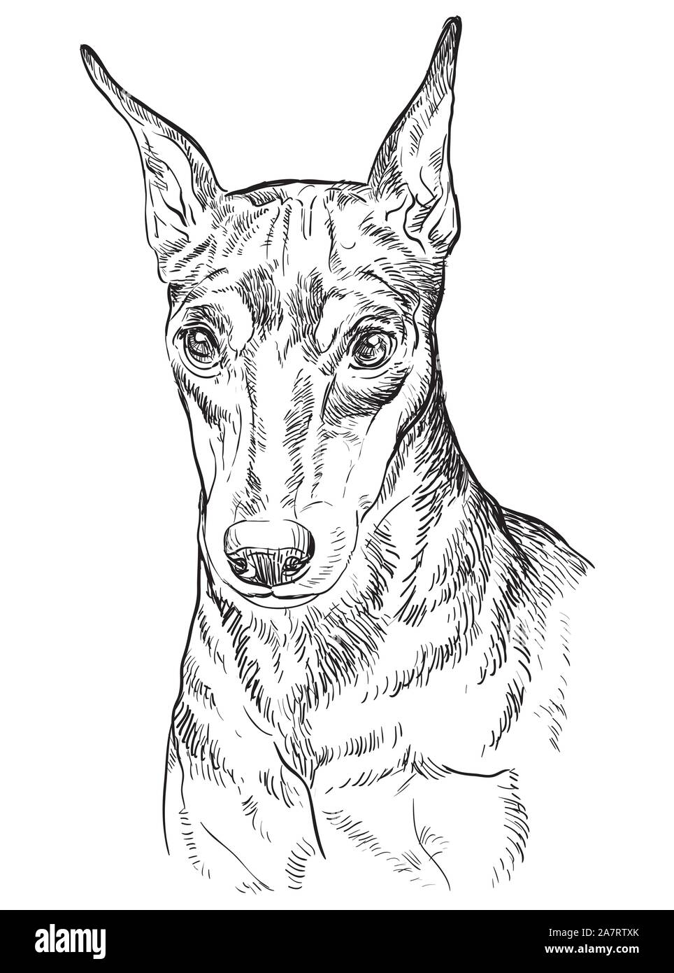 Miniature Pinscher vector hand drawing portrait in black color. Vector ...