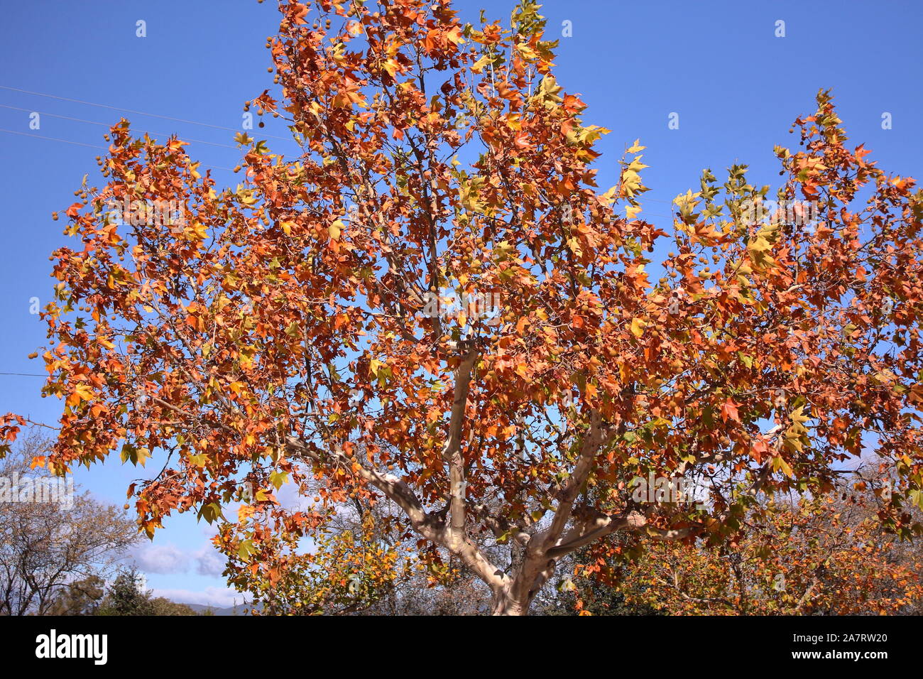 Platanus hispanica hi-res stock photography and images - Alamy
