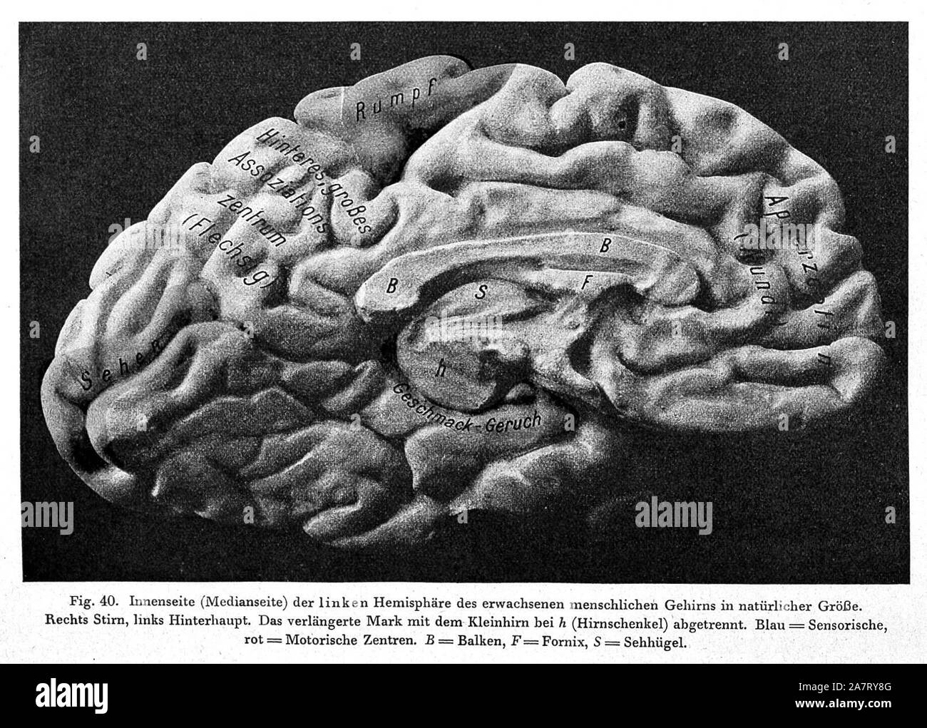 Lateral internal brain anatomy hi-res stock photography and images - Alamy