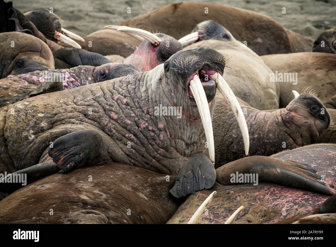 Arctic walrus aerial hi-res stock photography and images - Alamy