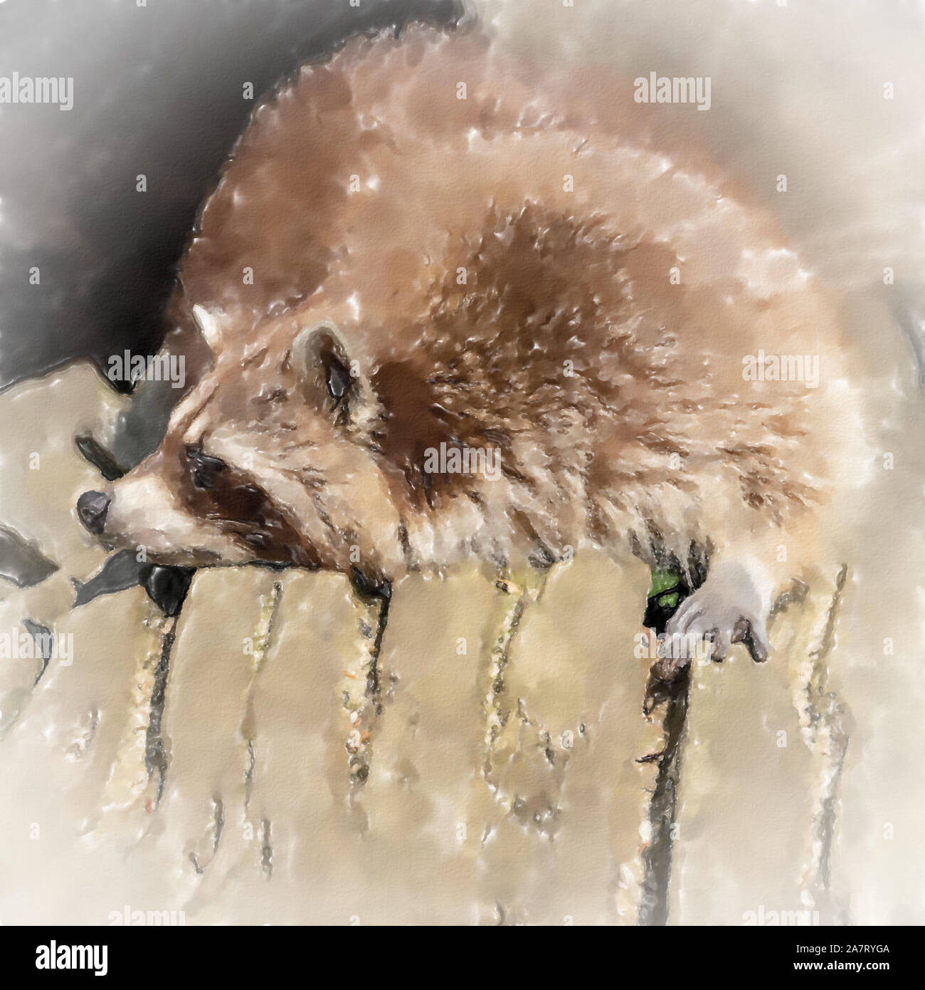 watercolor illustration: Rotten raccoon, scientific name Procyon lotor ...
