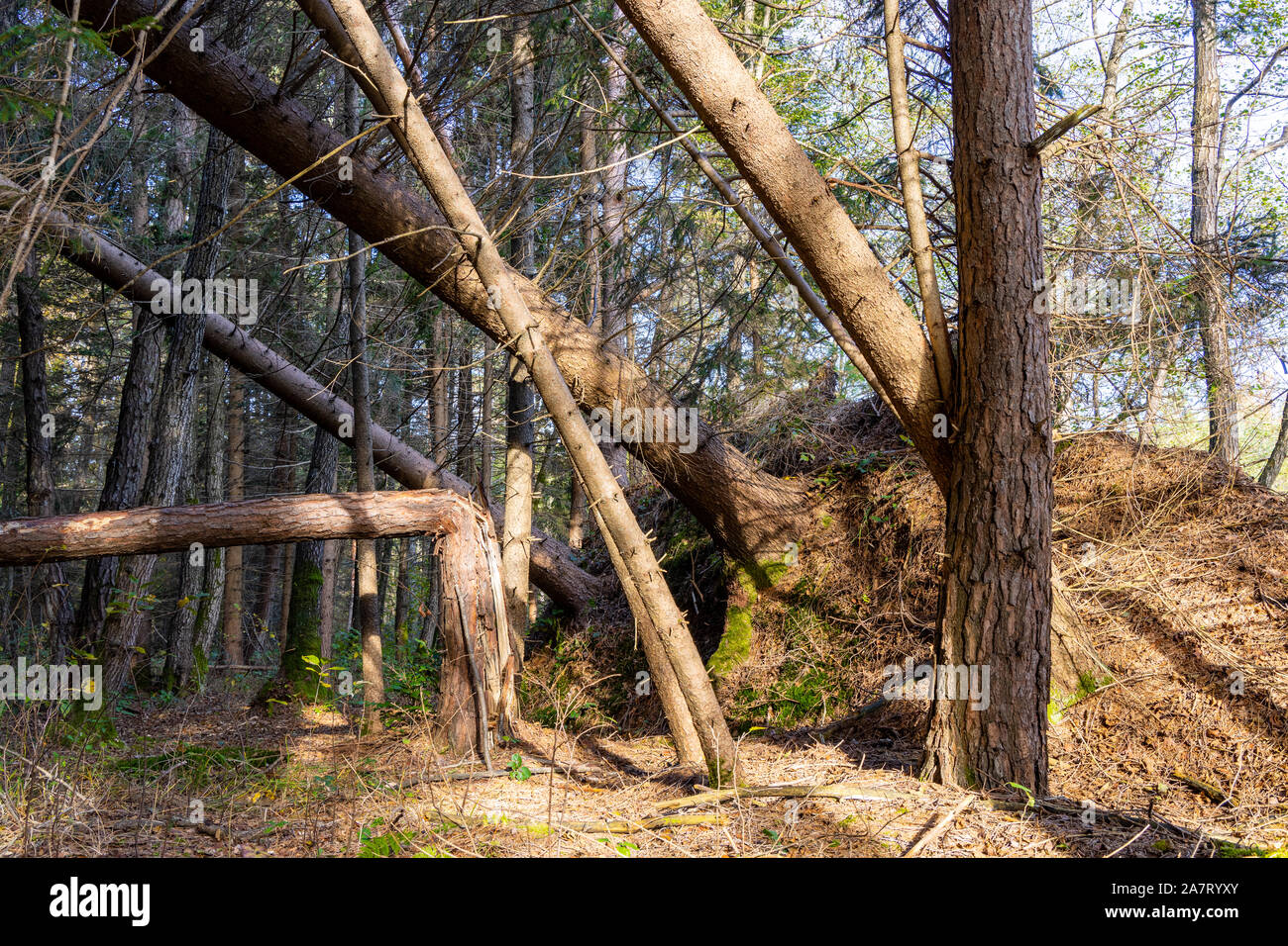 Stripped of trees hi-res stock photography and images - Alamy