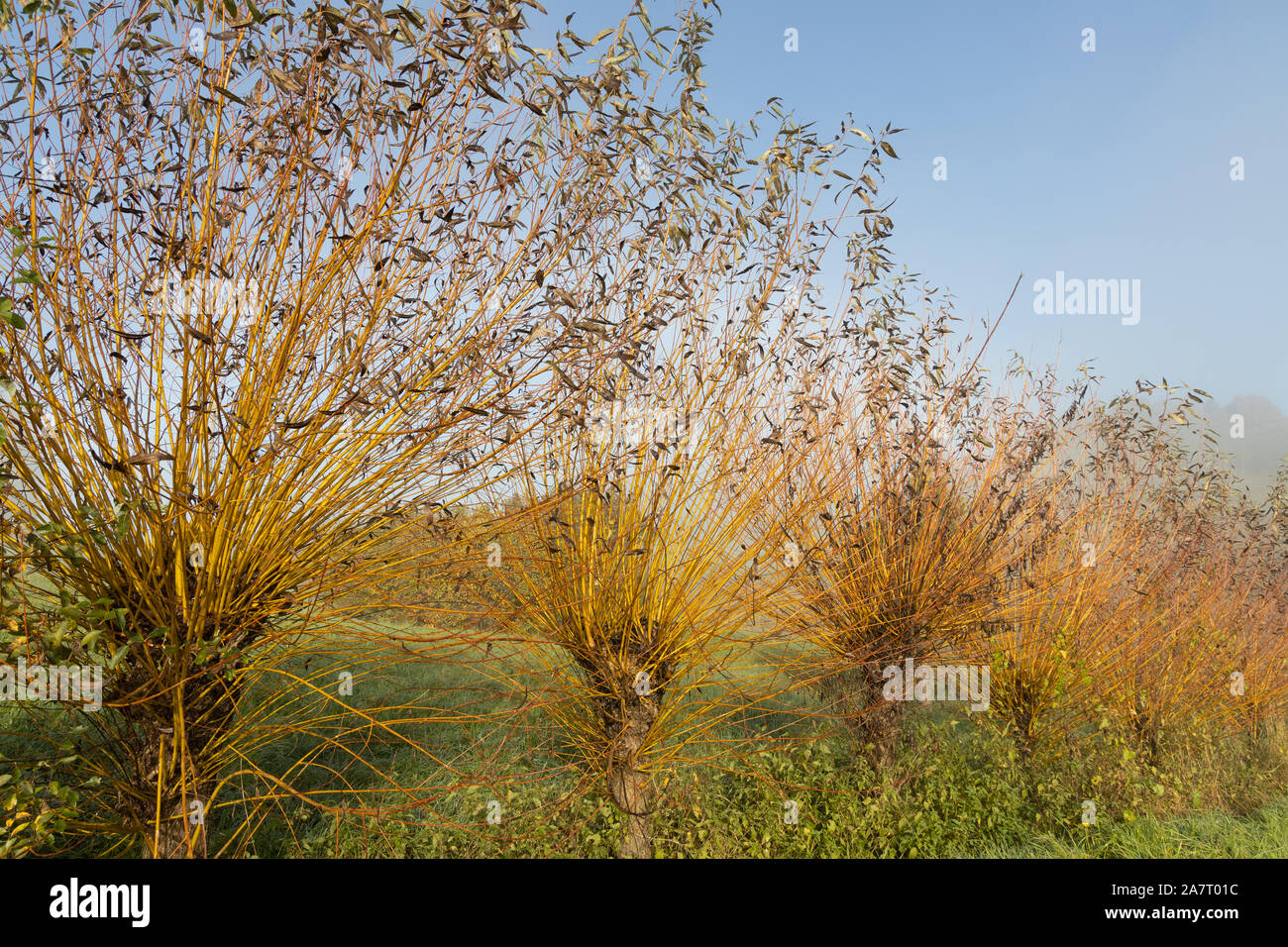 Willow rods hi-res stock photography and images - Alamy