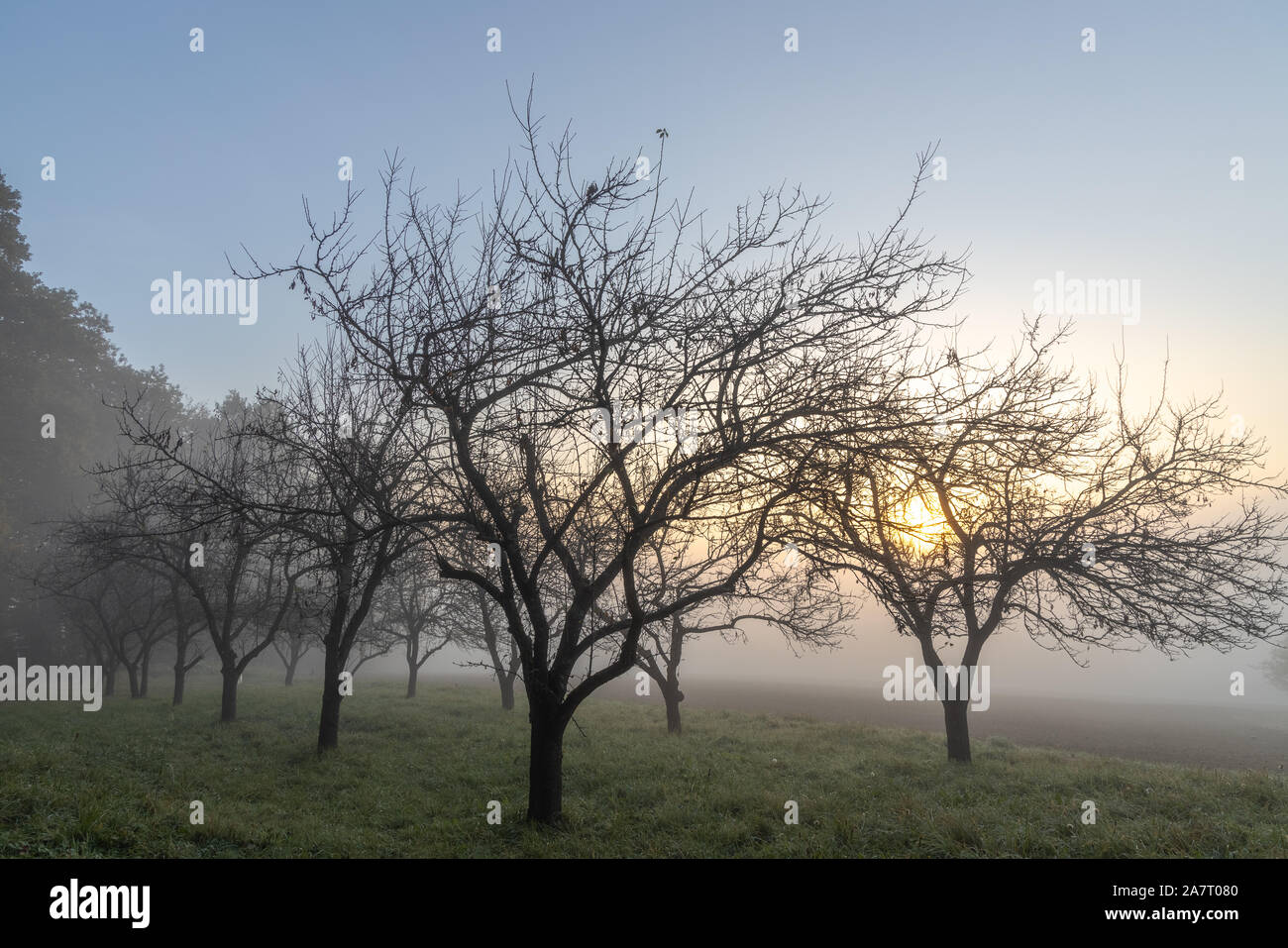 Old fruit trees hi-res stock photography and images - Alamy