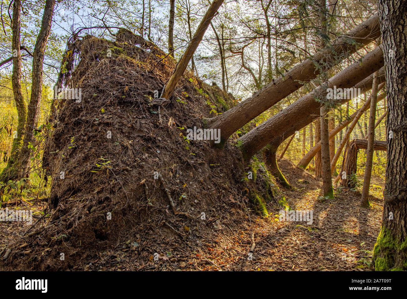 Overturned tree hi-res stock photography and images - Alamy
